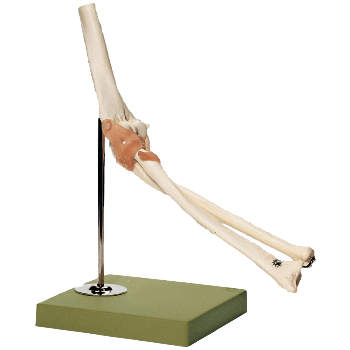 Functional Model of the Elbow Joint – Medshop Australia