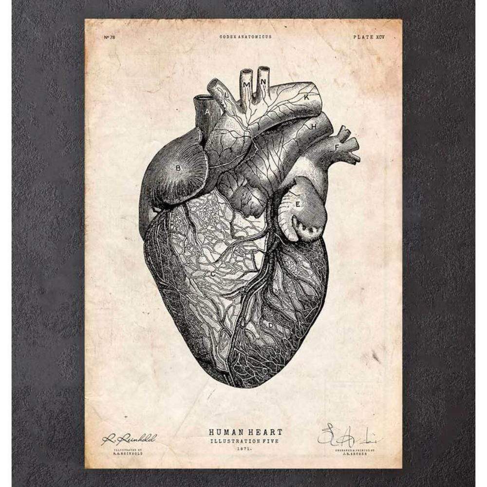 Heart Anatomy Print VII – Medshop Australia