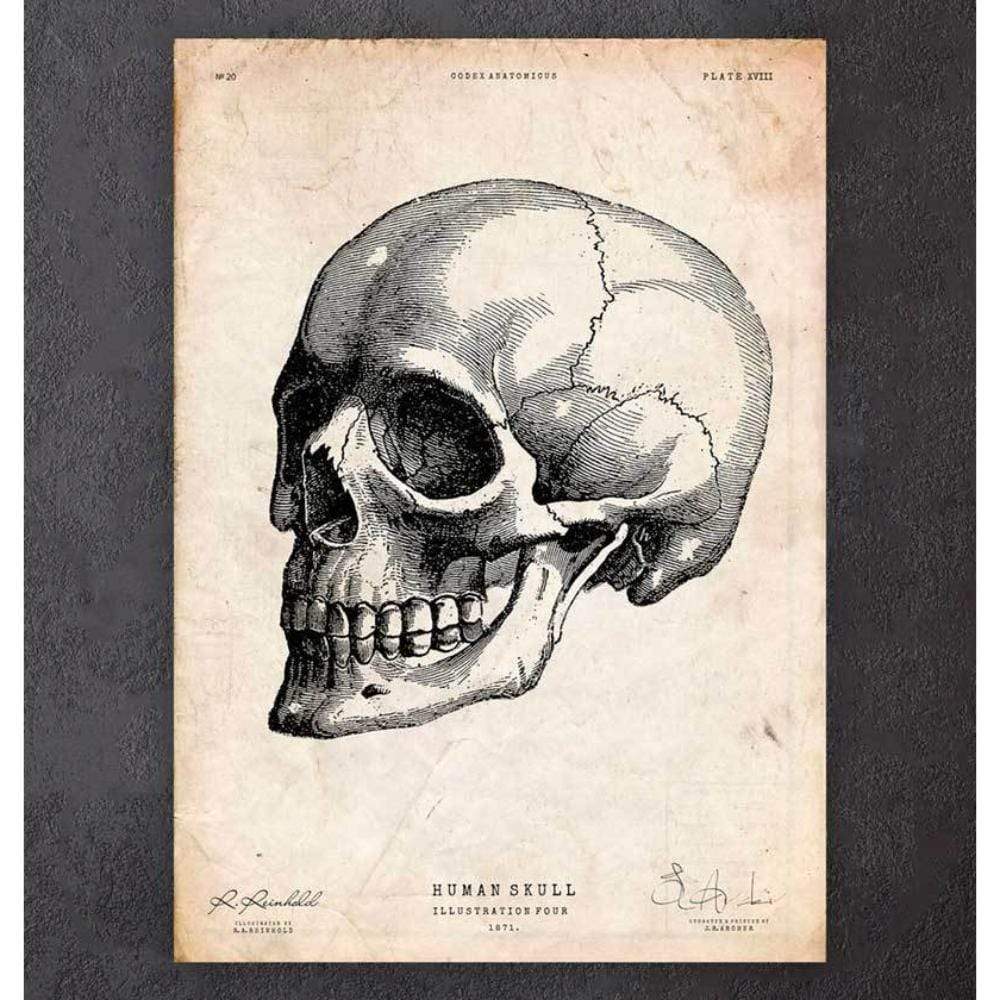 Human Skull Print IV – Medshop Australia