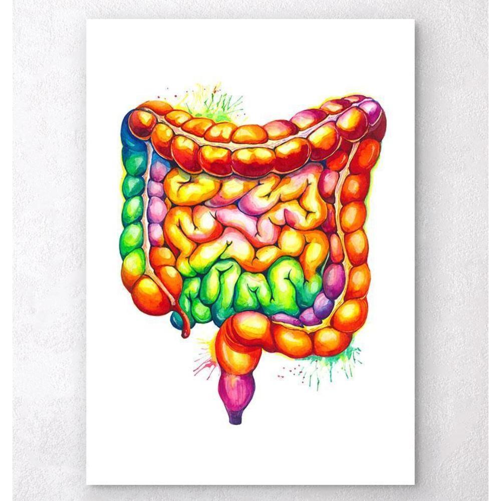Intestines Anatomy Art Watercolor Splash – Medshop Australia