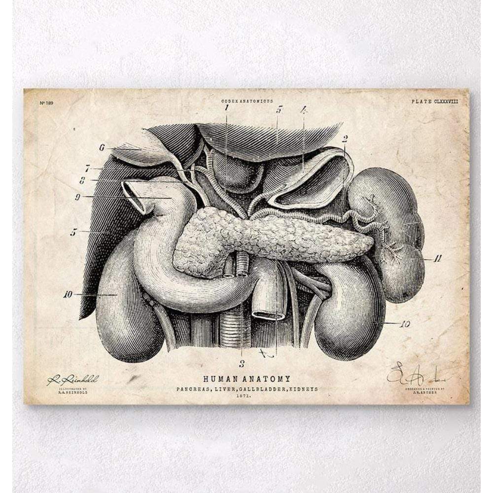 Pancreas, Liver And Gallbladder Anatomy Art Print – Medshop Australia