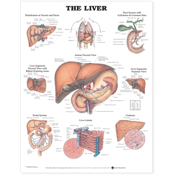 The Liver Anatomical Chart – Medshop Australia